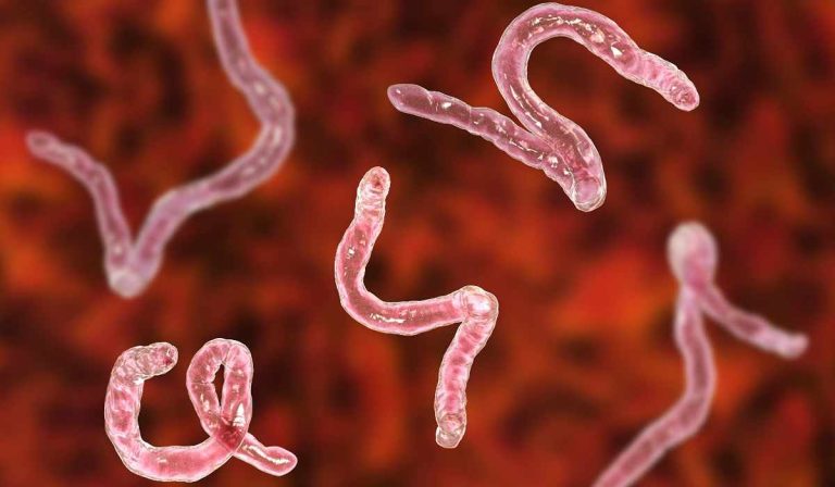 انگل چیست + معرفی لیست کامل انواع انگل